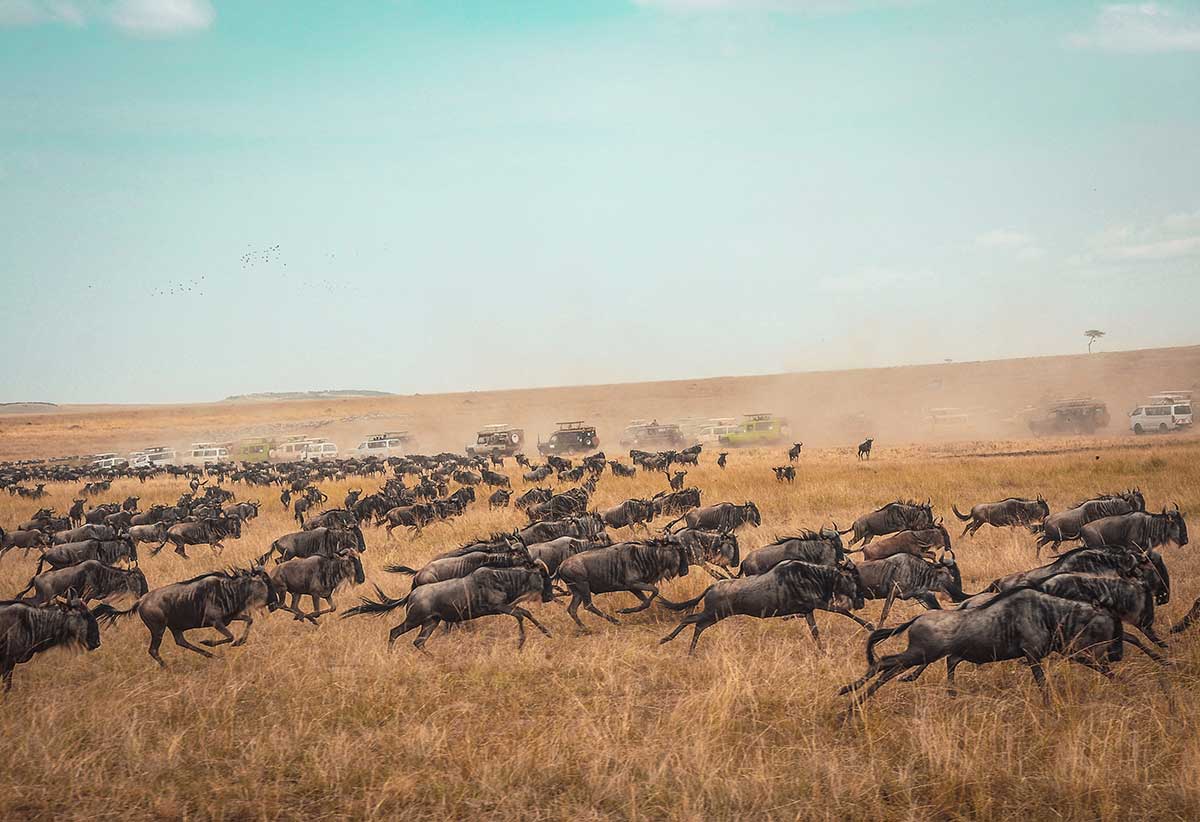 Camera, Action, Africa – The Great Migration as a Picture Story | Beyonder