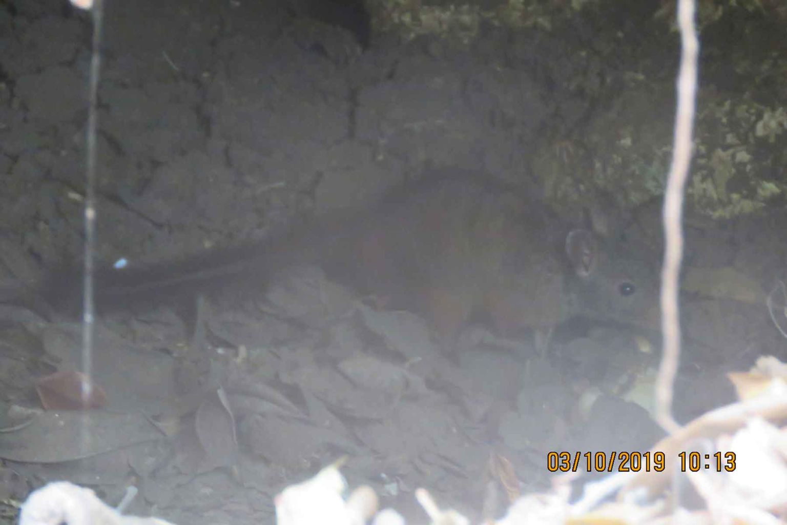 Madagascar Wildlife Diary - Beyonder