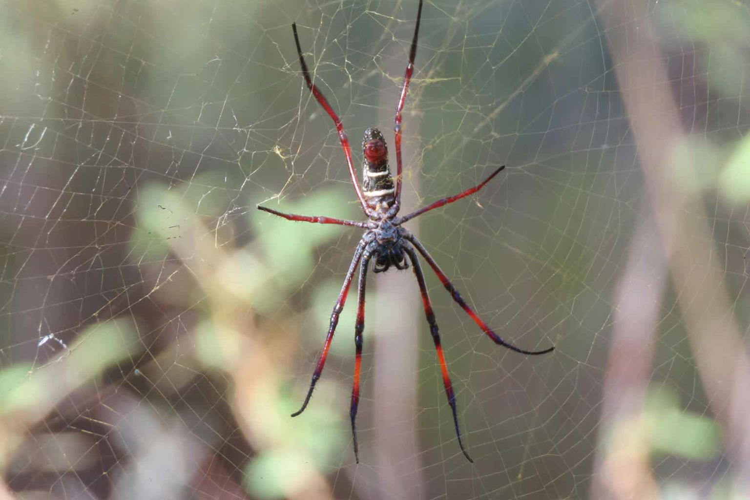 Madagascar Wildlife Diary - Beyonder