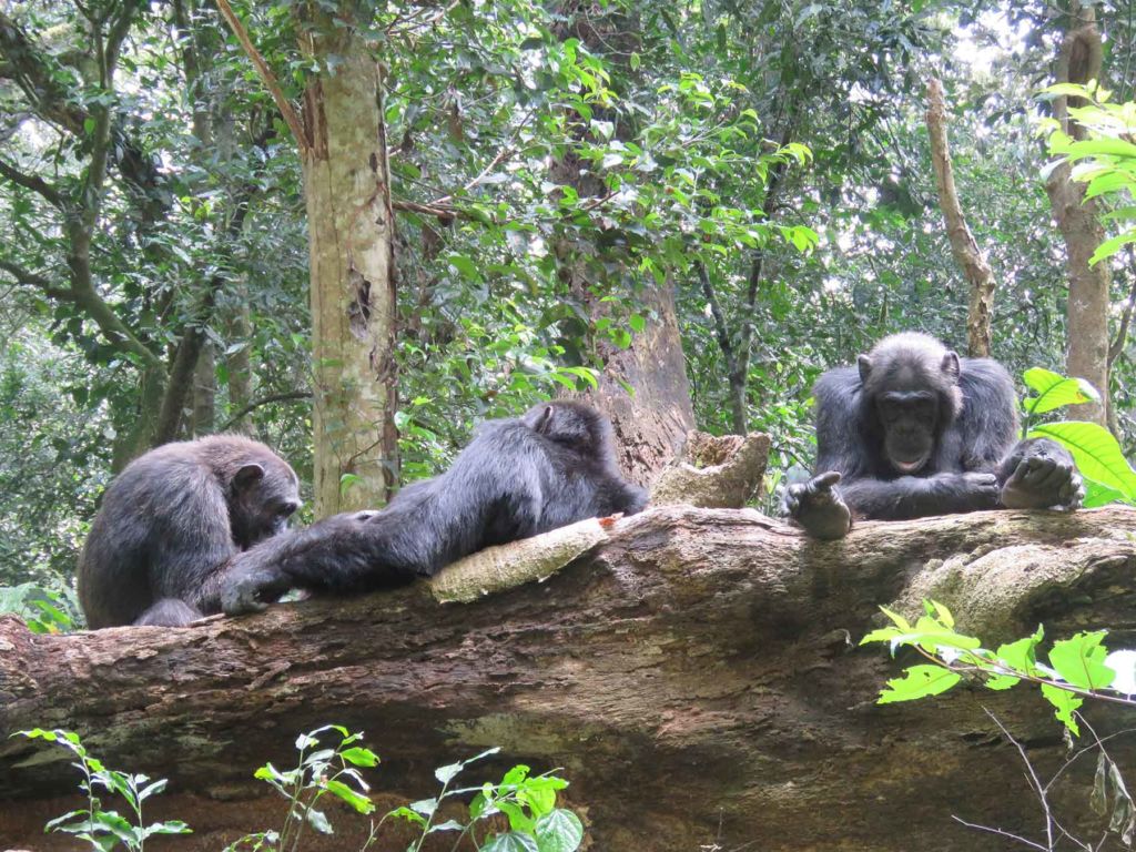 Uganda Wildlife Diary - Beyonder