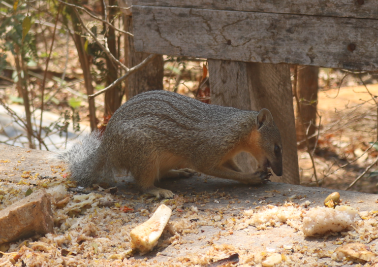 Kirindy Private Reserve – a Wildlife Oasis in Madagascar - Beyonder
