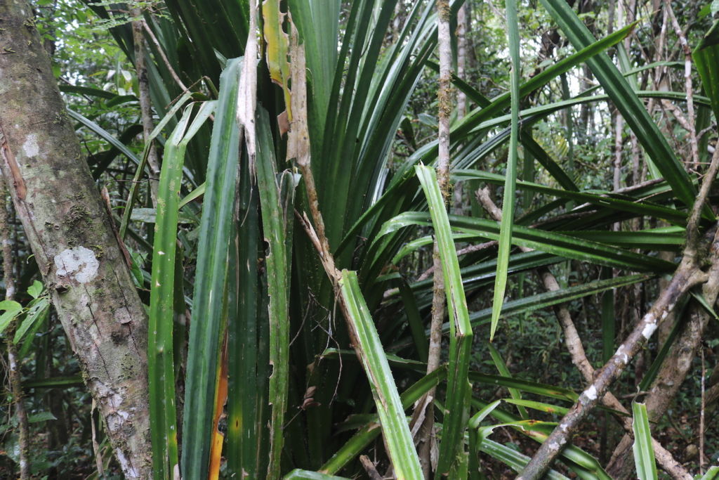 Andasibe-Matandia Park – in the search for the Indri Indri lemur - Beyonder