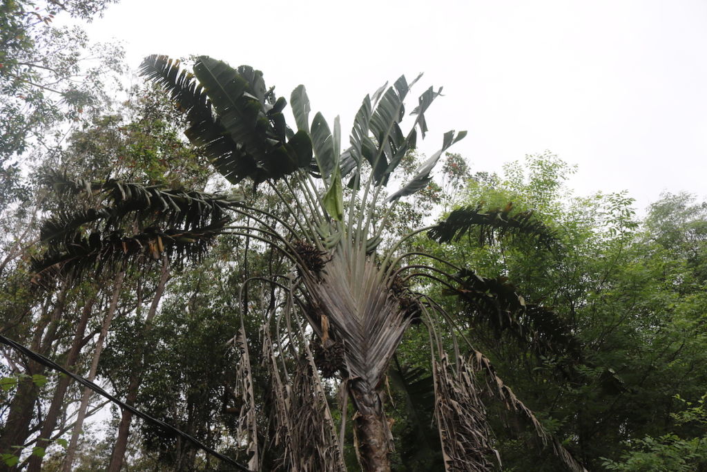 Andasibe-Matandia Park – in the search for the Indri Indri lemur - Beyonder