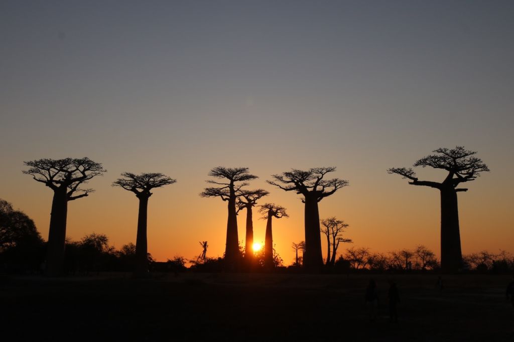 The Avenue of Baobabs: Magical sunsets - Beyonder
