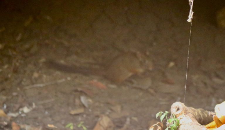 The Rock Forests of Tsingy de Bemaraha, Madagascar - Beyonder