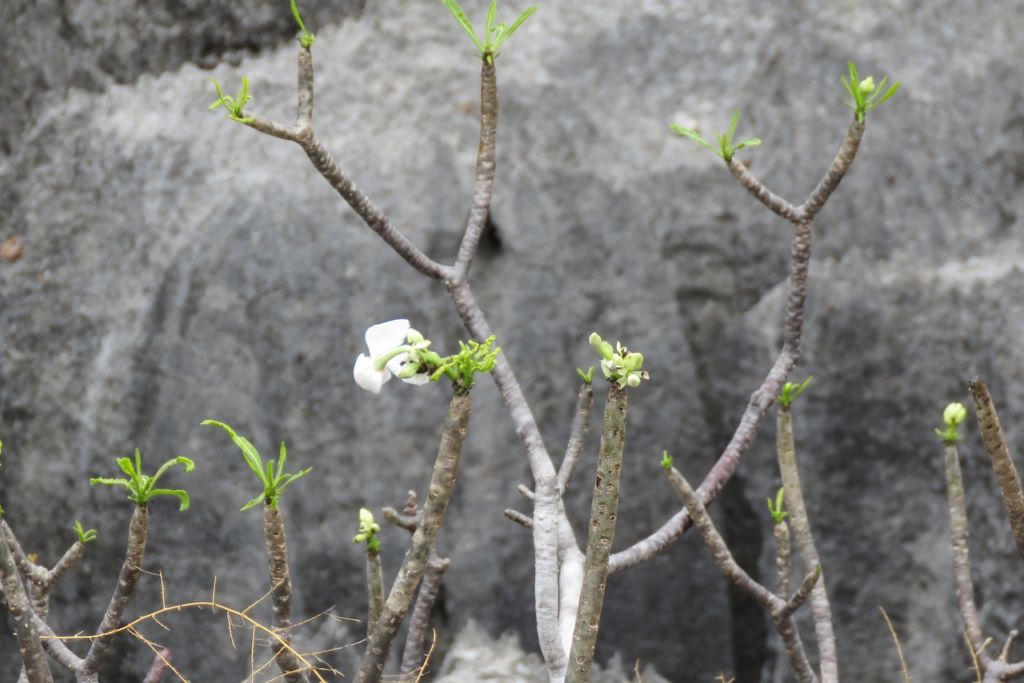 Ankarana National Park, Madagascar – Hiking trails, caves, underground ...