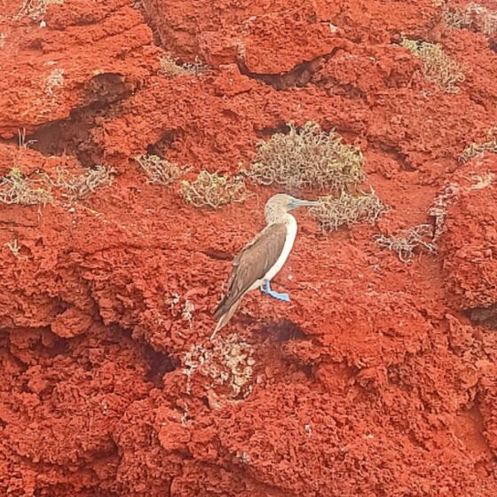 Galapagos Blue footed Booby - Beyonder