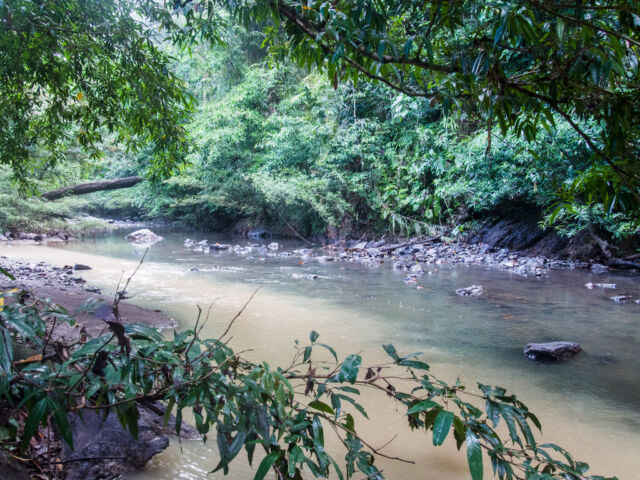 Tabin Wildlife Reserve- Learning Patience the Hard Way -Beyonder