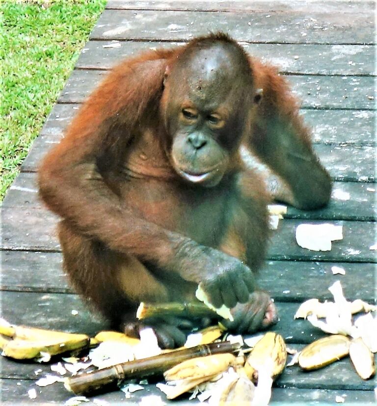 Sepilok Orangutan Rehabilitation Centre - A Visit - Beyonder