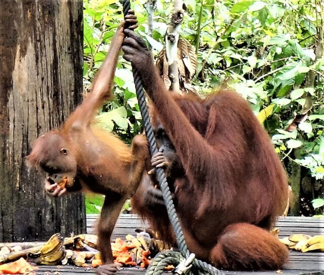 Sepilok Orangutan Rehabilitation Centre - A Visit - Beyonder